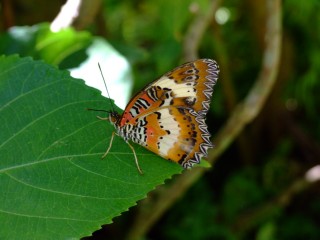 The butterfly garden in Palawan – The Longest Way Home Travel Blog